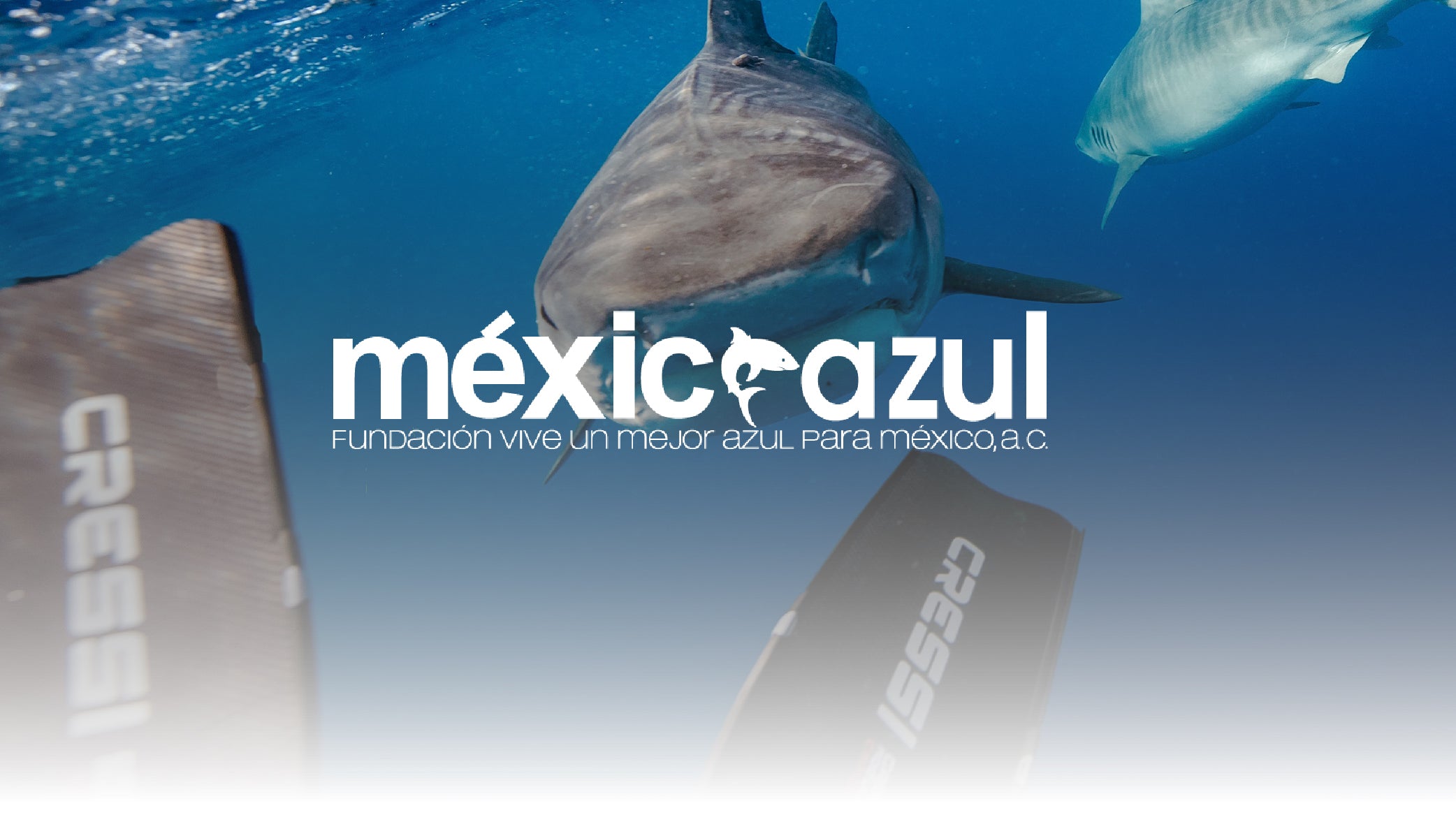 México Azul Fundación vive un mejor azul para México A.C